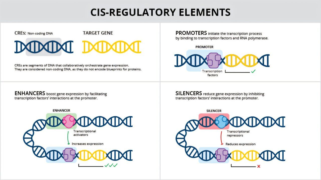 AI Breakthrough: Designing Synthetic DNA Switches for Precise Gene Control